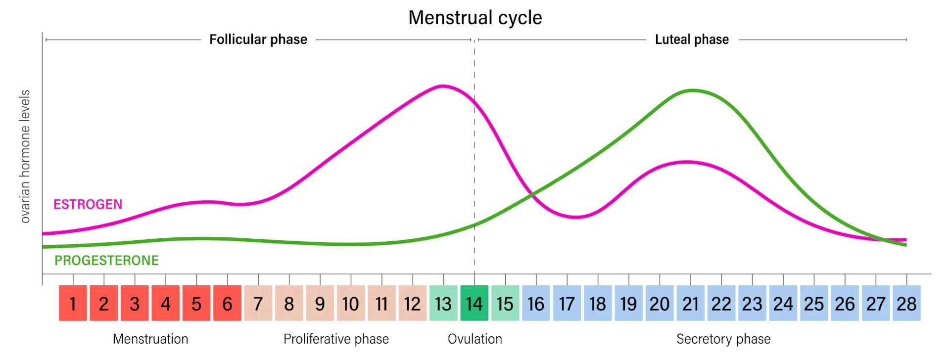 Luteal Phase Defect – Houston, TX – Houston Fertility Center