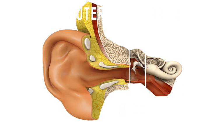 Ear Anatomy Explained – Microtia & Atresia Differences | Dr. Bonilla